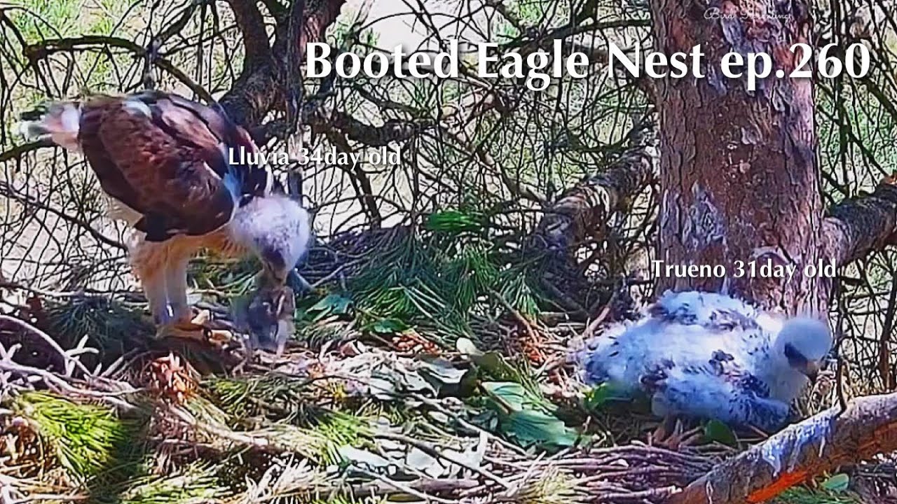 ep.260🦤Booted Eagle Nest／TODOS los Secretos Pollos Águila calzada @DIRECTO NATURA - YouTube