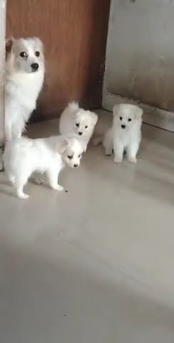 German spitz 3 female & 1 male baby(For Sell). Pure Home Breed. Details ...
