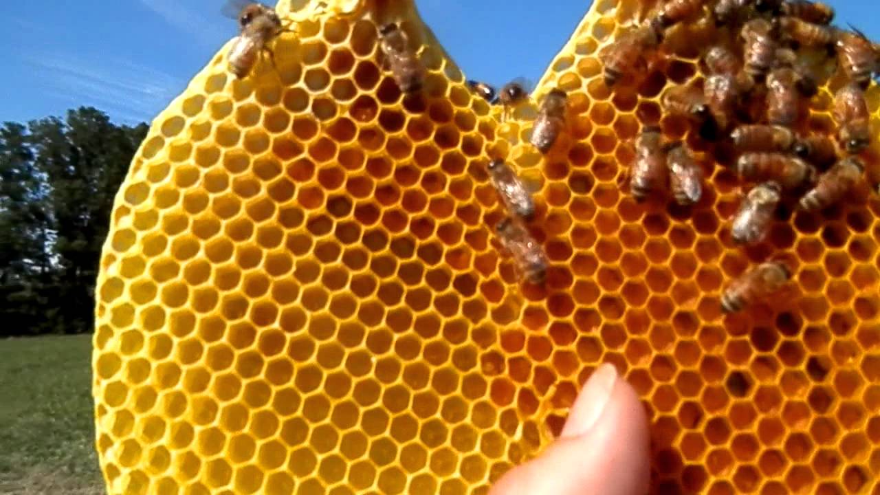 too much bee space - YouTube