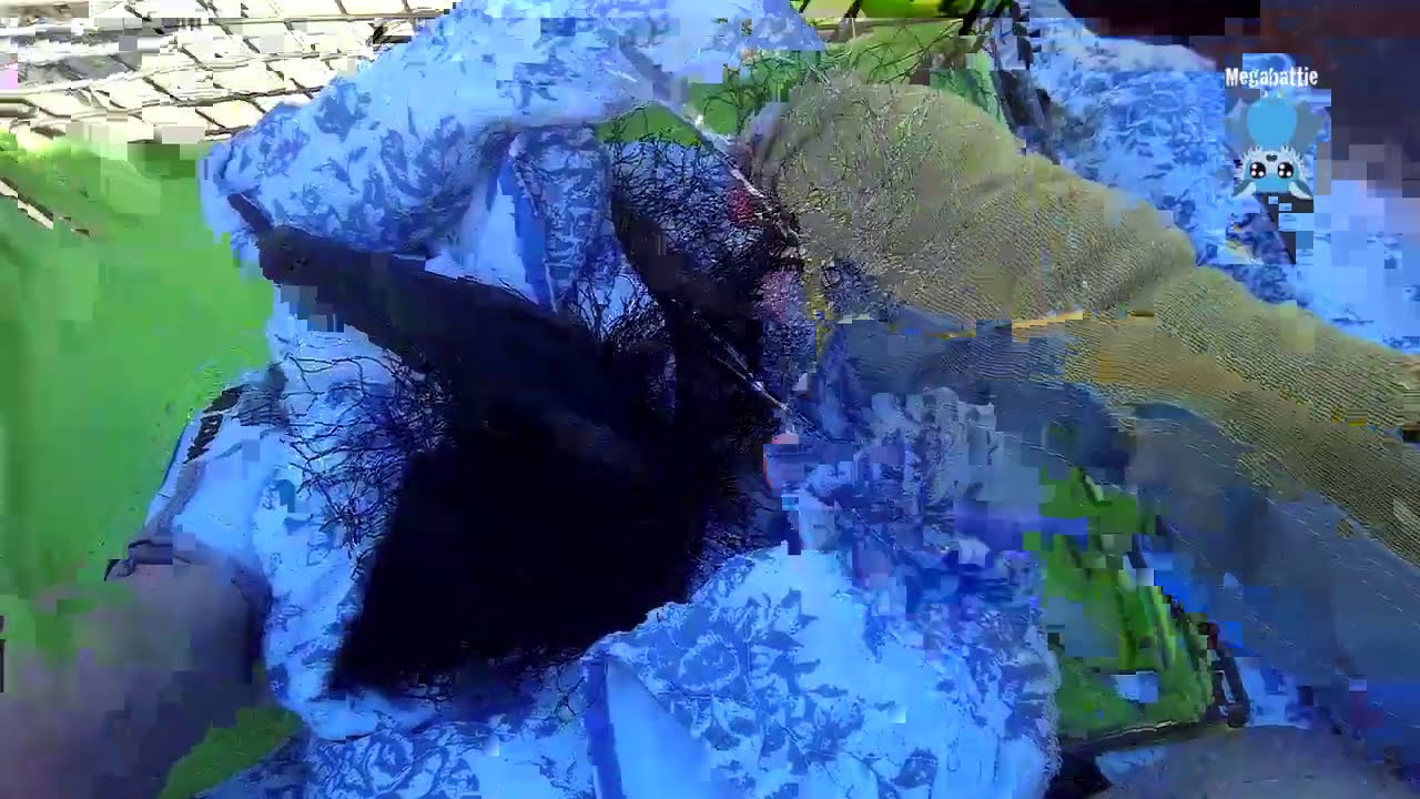 Rescuing a flying-fox tangled in netting: this is Delhi - YouTube