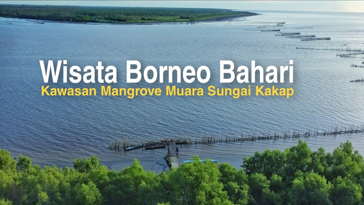 Wisata Borneo Bahari | Kawasan Mangrove Muara Sungai Kakap - YouTube