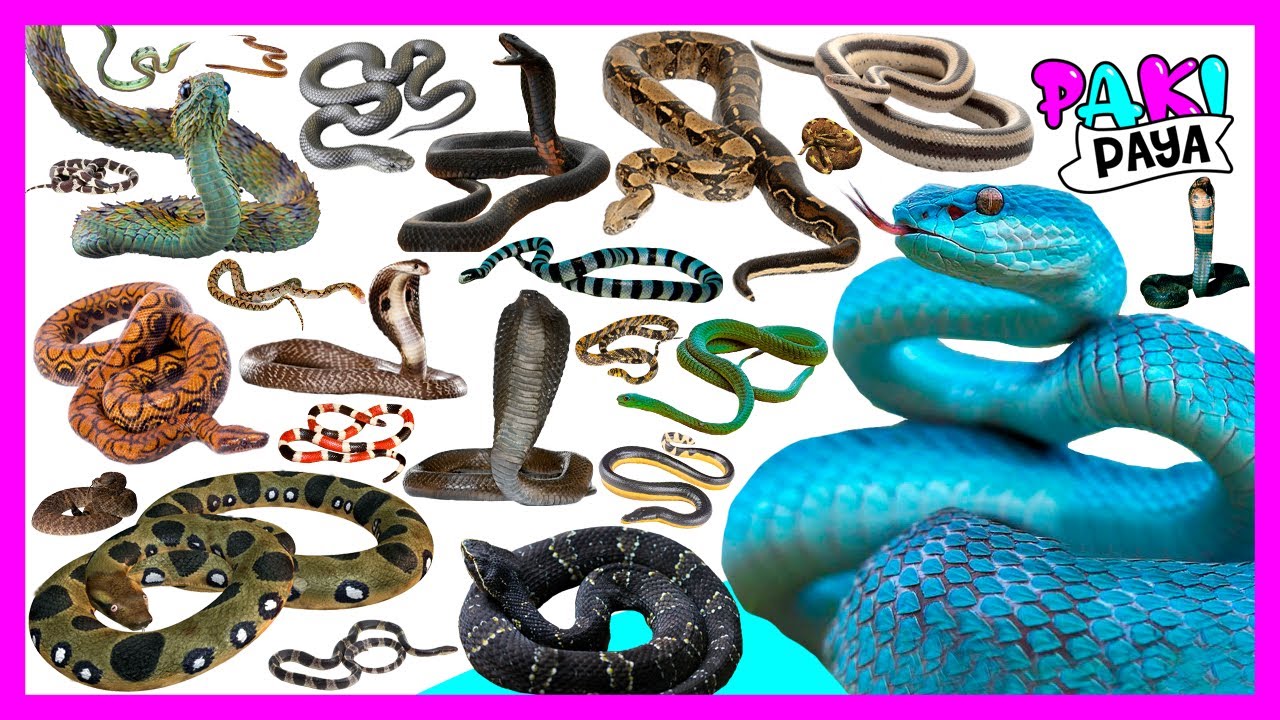¡TIPOS DE SERPIENTES! 🐍 Video educativo - 蛇- SNAKE - ЗМЕЯ - COBRA ...