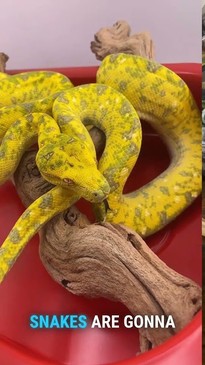 But hey snakes are going to size you up so they can eat you. # ...