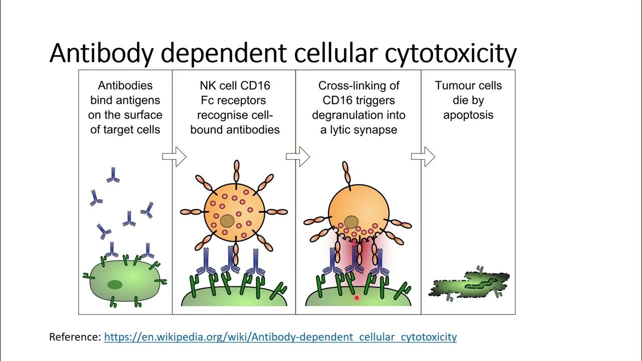 Antibody dependent cellular cytotoxicity(ADCC)& Complementary dependent cytotoxicity(CDC) #Code ...