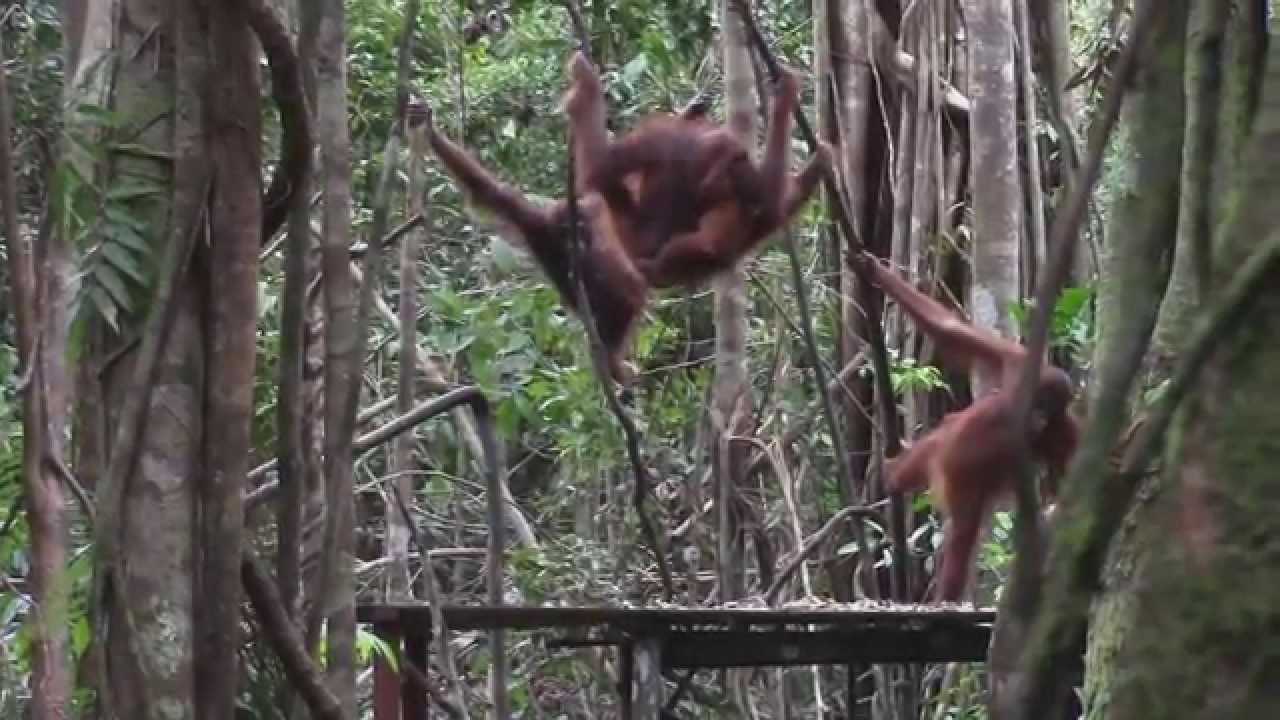 Borneo Orangutan Adventure - Kalimantan Camp Leakey - Kalstar - YouTube