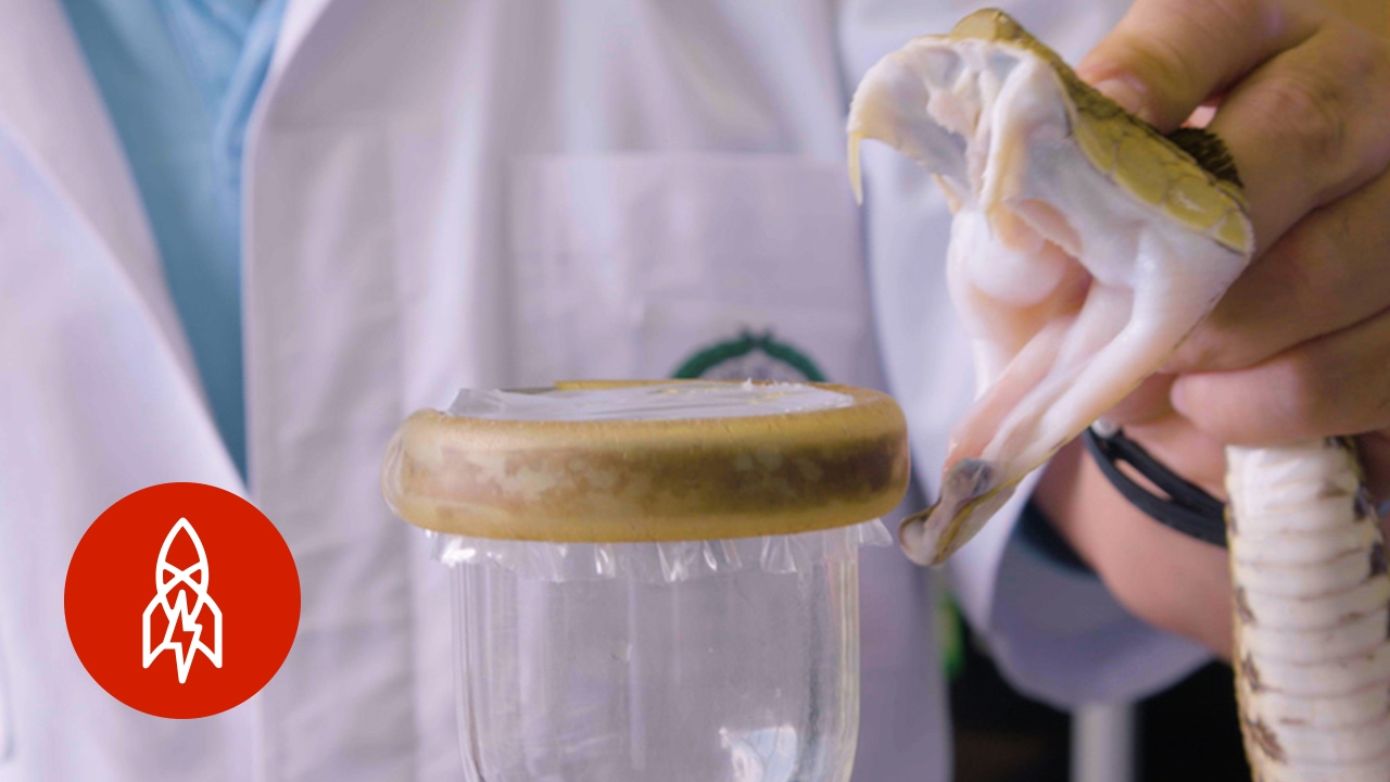 This Lab of Snake Venom Is Saving Lives - YouTube