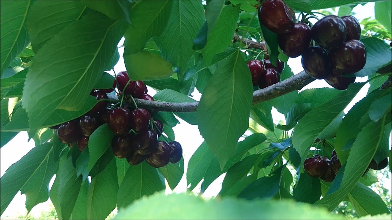 One Of The Most Beautiful Cherry Variety In The World! - YouTube