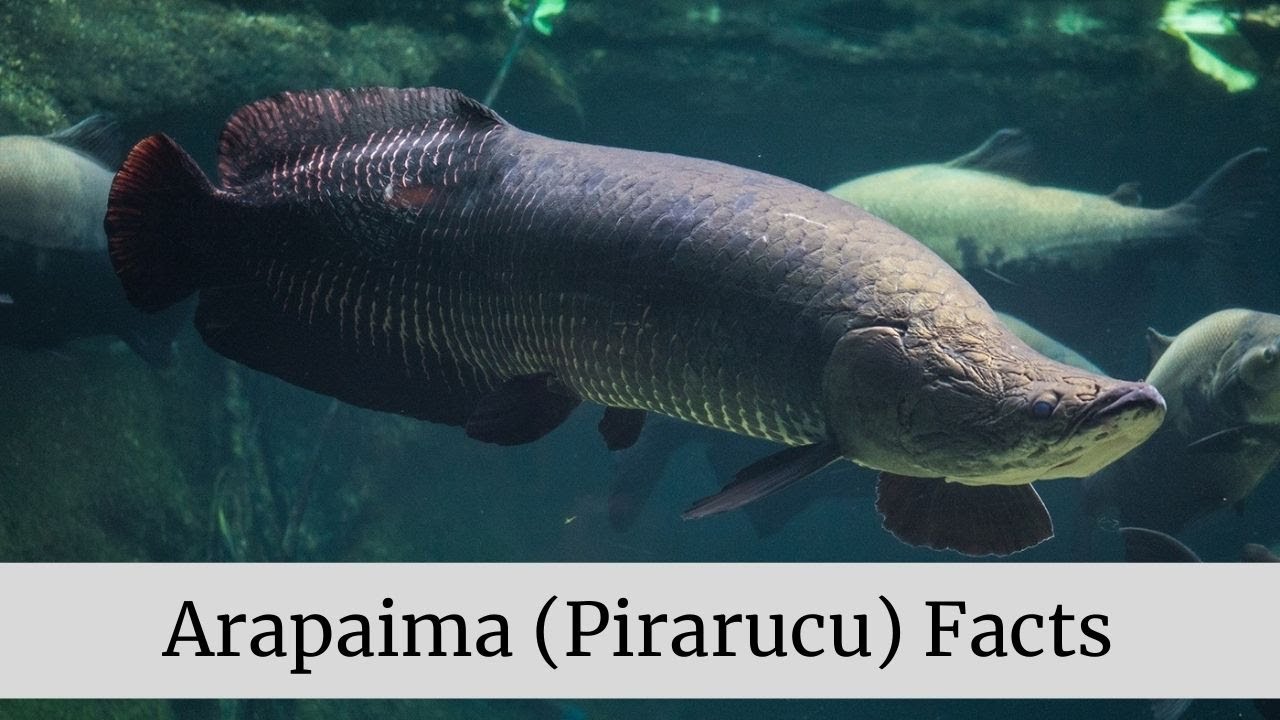 Arapaima (Pirarucu) Distribution, Population, and Habitat Updated 2021 ...