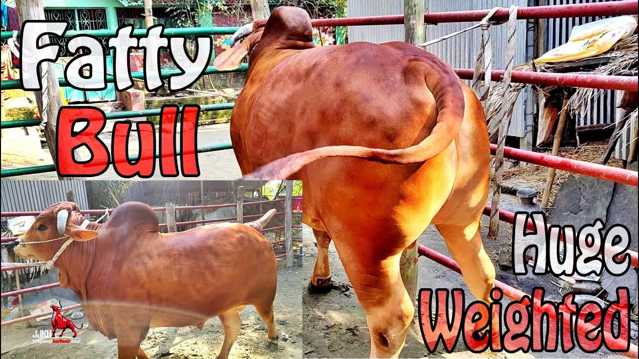 Pagla and Fatty Bull of kishorgonj | 2022 Eid collection | - YouTube