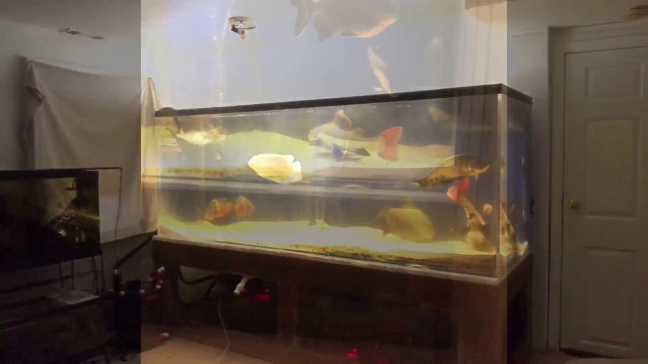 Feeding the 400 gallon tank and a tour around my fish room - YouTube