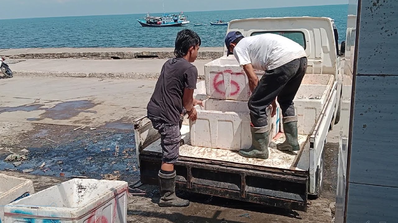 Distribusi Ikan menggunakan mobil Pickup - YouTube