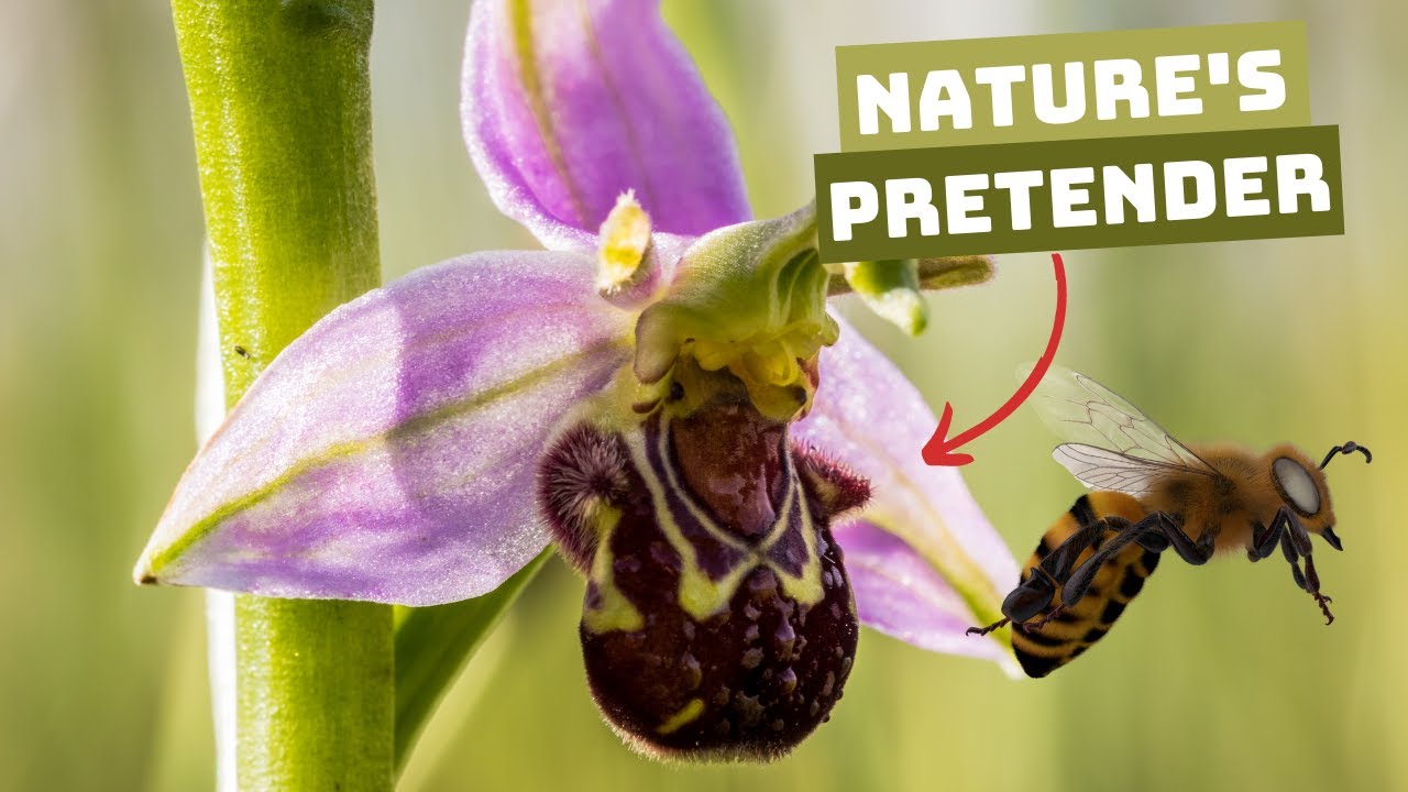 How do plants mimic insects even if they can't see? - YouTube