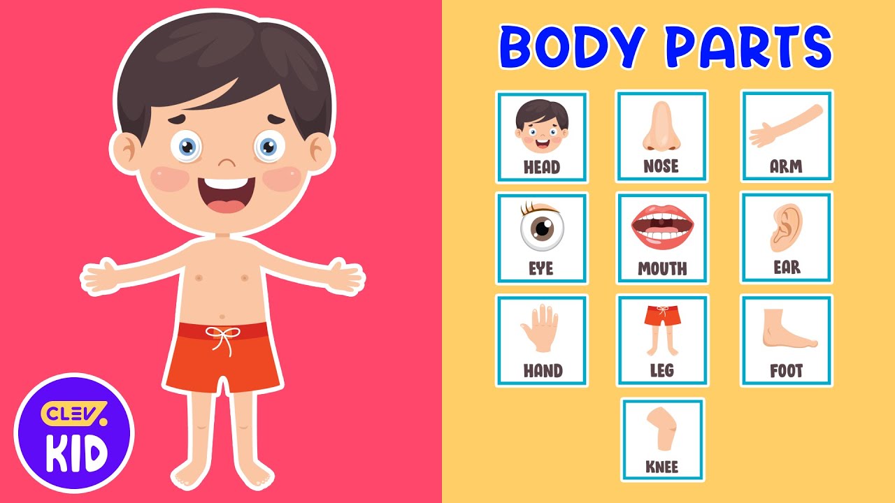 ClevKid Learn And Identify Body Parts For Kids Toddlers Preschool clevkid-learn-and-identify-body-parts-for-kids-toddlers-preschool