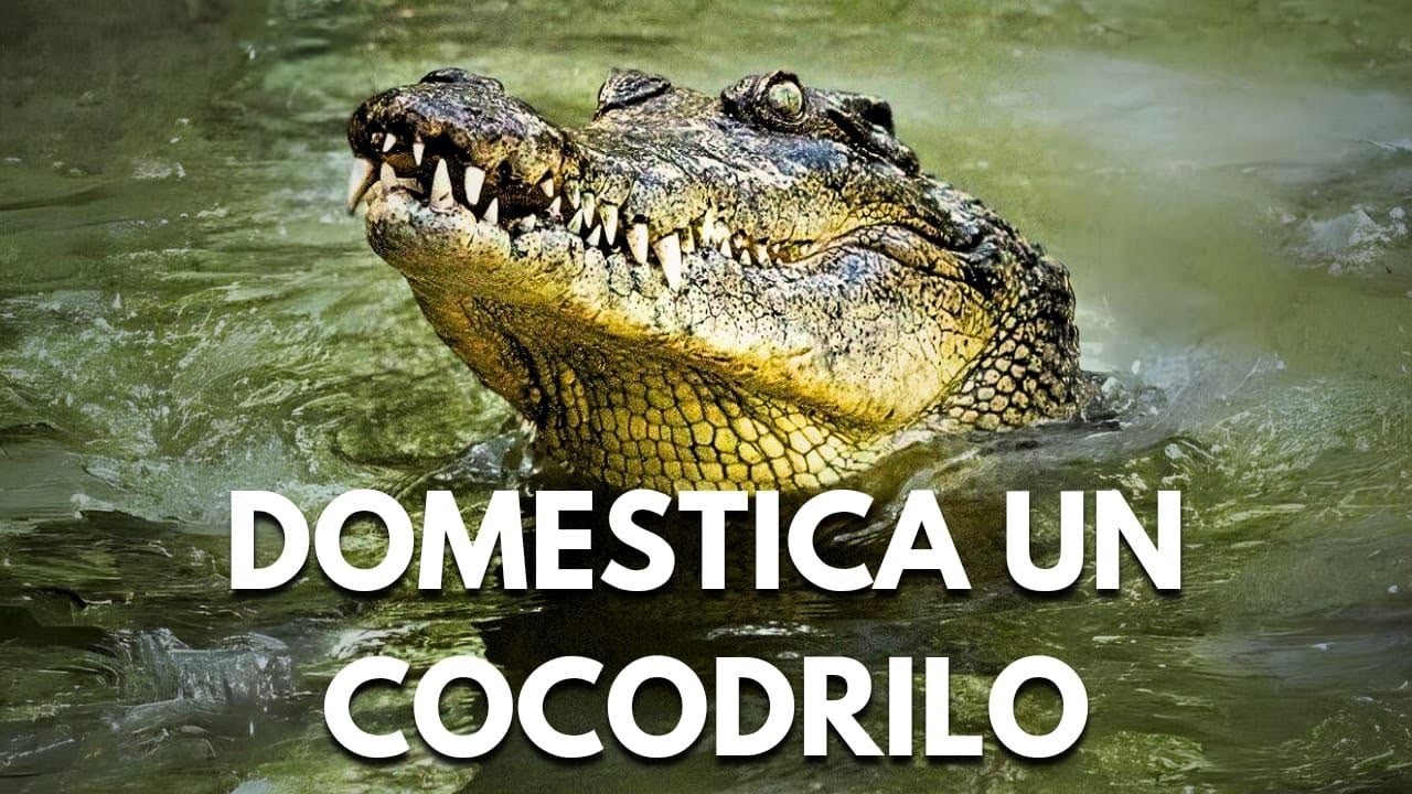 ''Como DOMESTICAR a un COCODRILO: Secretos Revelados" - YouTube