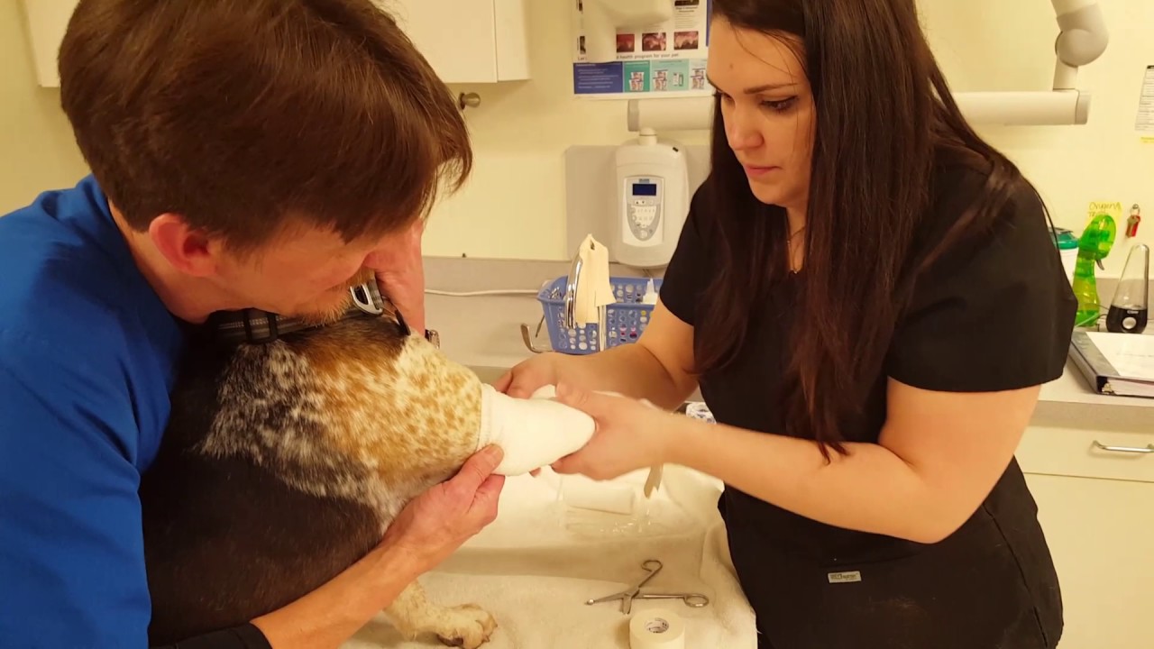 Skill Sheet #14: Modified Robert Jones bandage - YouTube