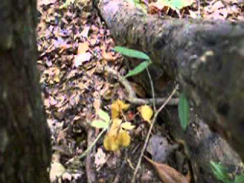 Digging ginseng in Kentucky - YouTube