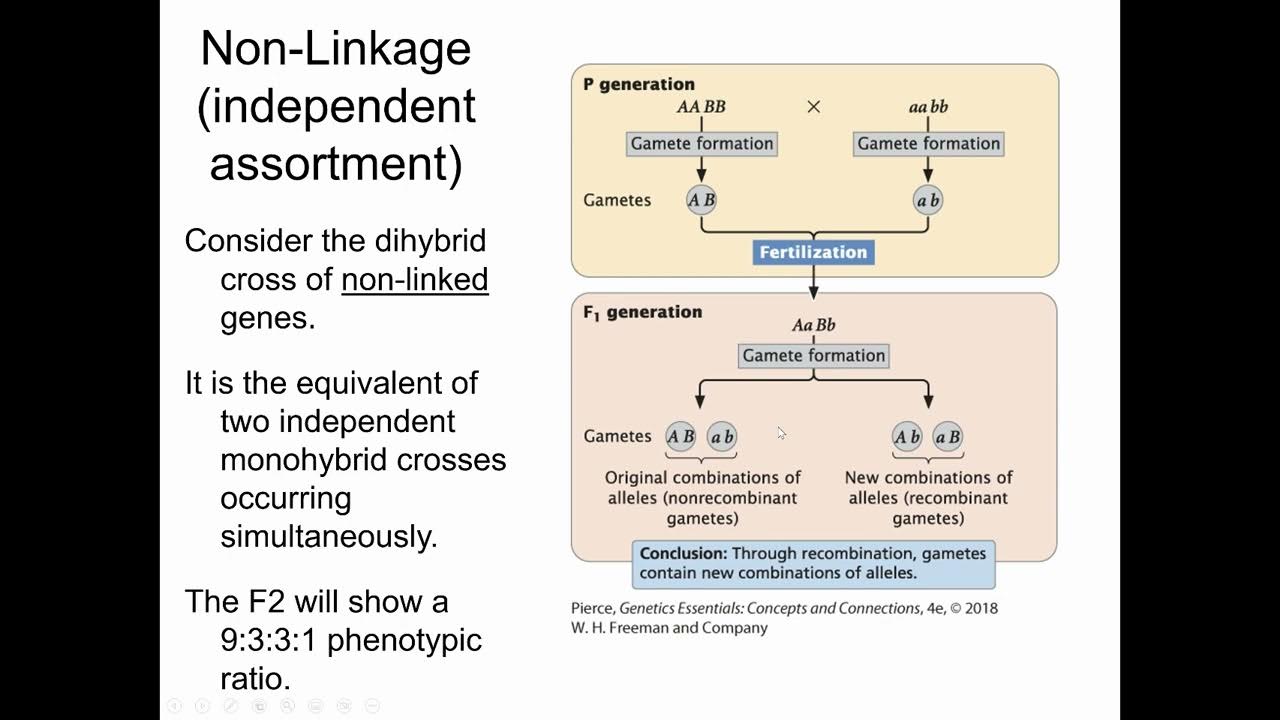 Genetics Chapter 5 Part 1 Lecture, Linkage Mapping - YouTube
