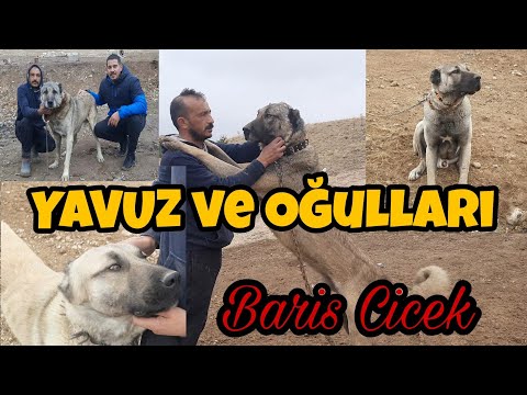 YAVUZ BABA VE OĞULLARI ( Wolf Hunters ) #lgd #shepherdog #kangal