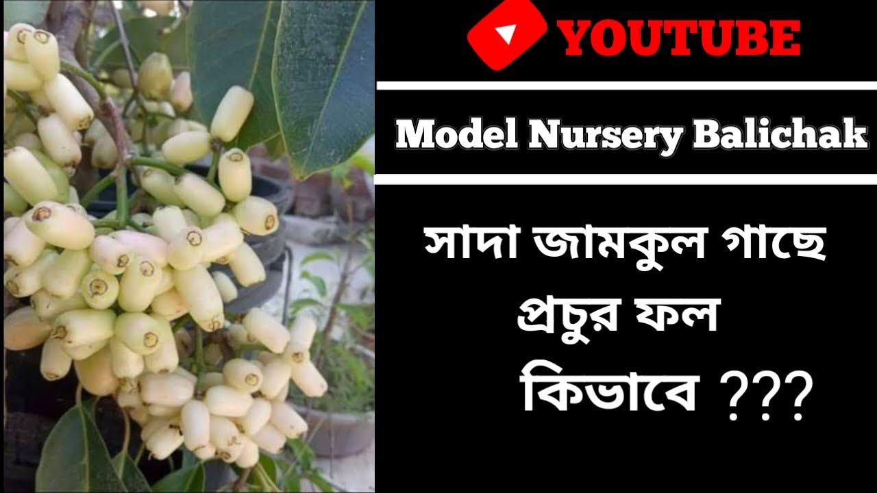 How To Grow Thai White Jamun Plant|| sada jamkul gache prachur fol ...