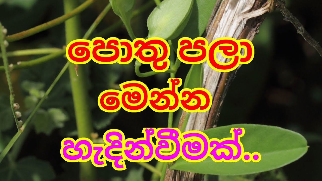 පොතු පලා(Potu pala) - YouTube