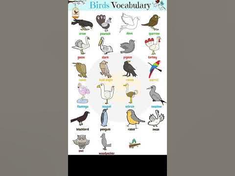 Birds vocabulary - YouTube