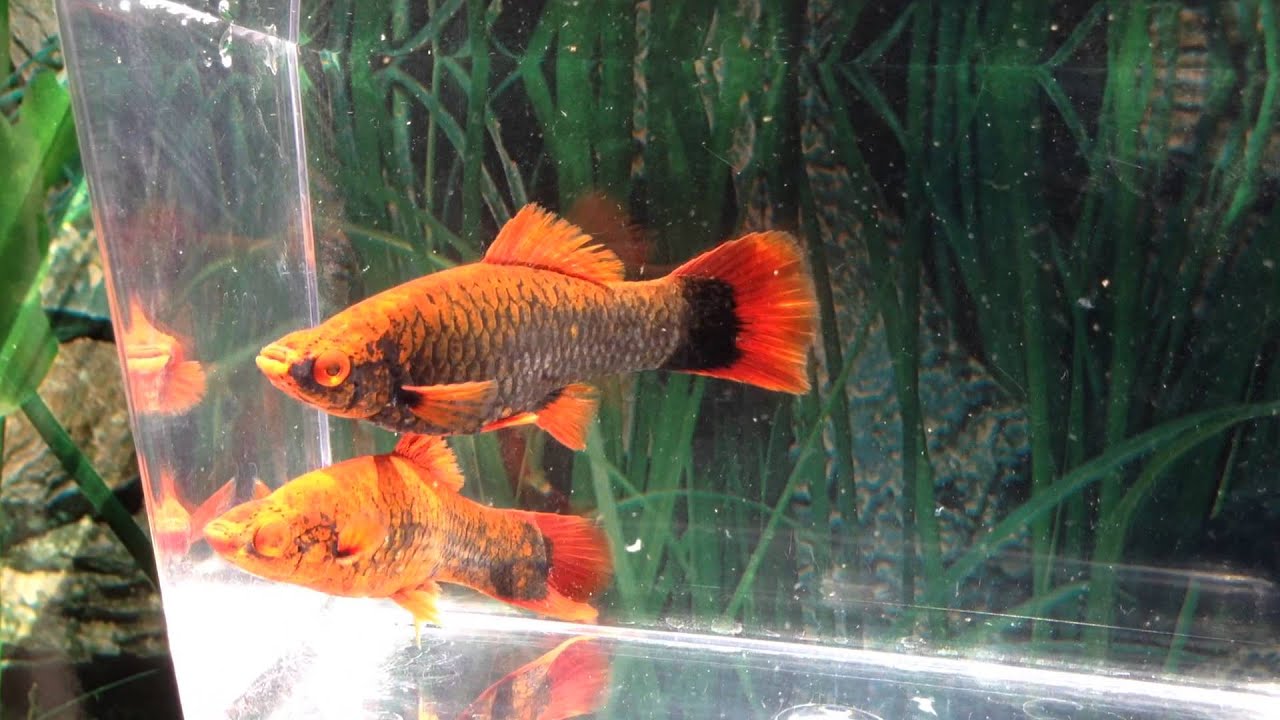 Low-fin 'red alpha' swordtails - ♀ (08/2014) - YouTube