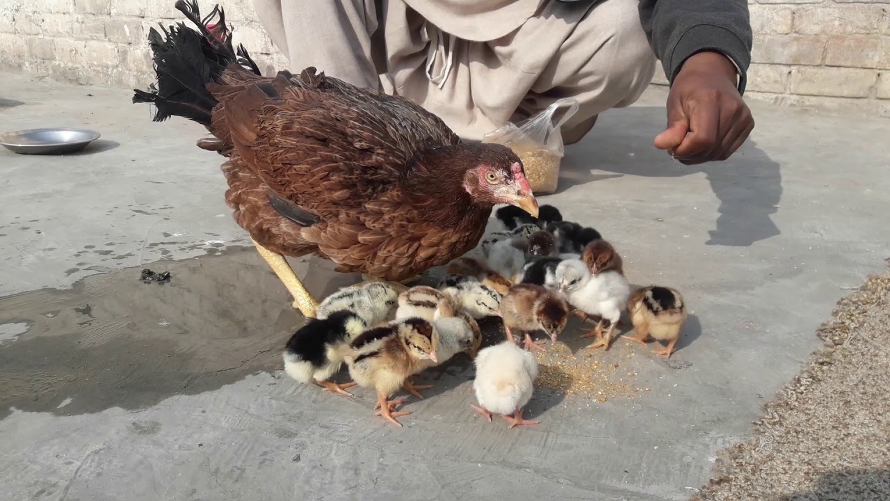 HoMe Breed NeW EntrY. - YouTube