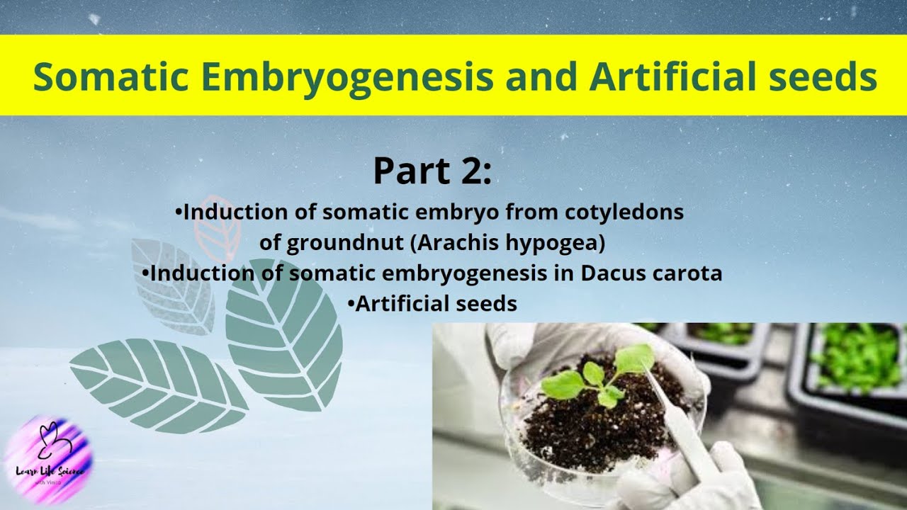 SOMATIC EMBRYOGENESIS PART 2 | Plant Tissue Culture - YouTube