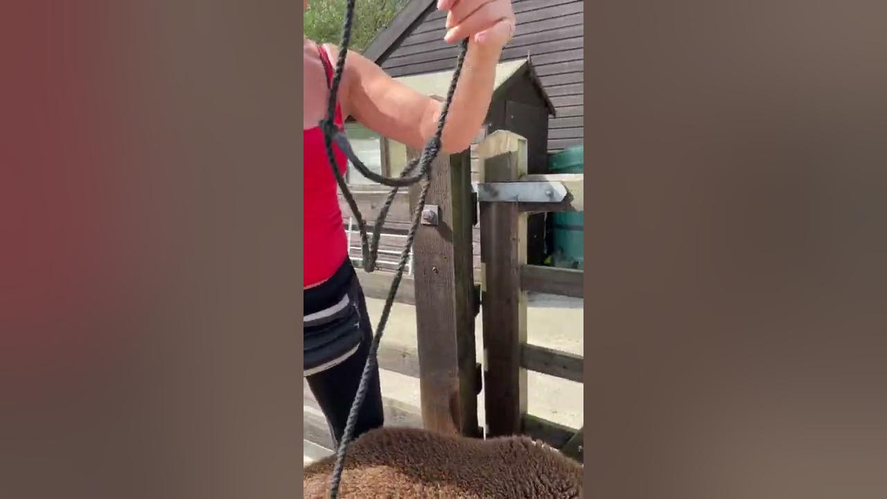 How to put a halter on a lamb. #sheep #showprep #showsheep #haltertraining #colouredryeland # ...