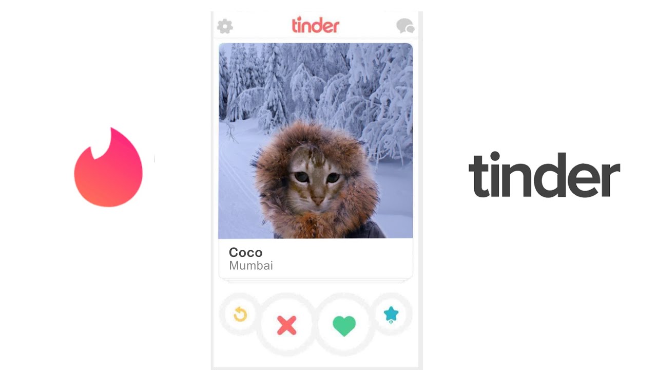Coco The Tinder Cat - YouTube