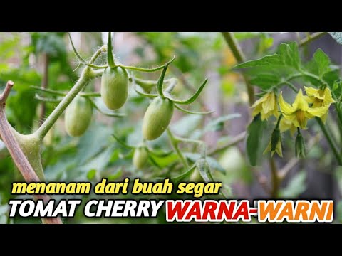 BISAKAH MENANAM TOMAT CHERRY DARI BUAH SEGAR? INI BUKTINYA - YouTube