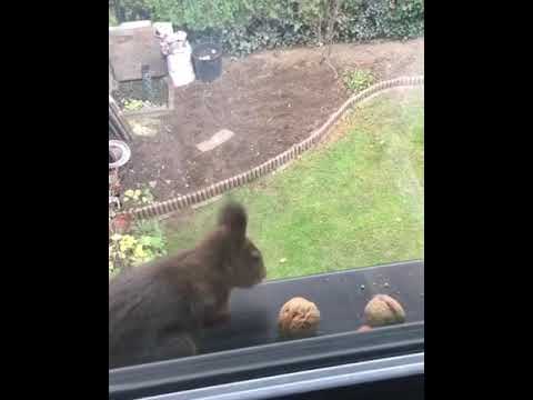 DÜNYANIN EN TATLI,EN KOMİK SİNCAP İKİLİSİ..😂  The sweetest & funniest two Squirrels of the world