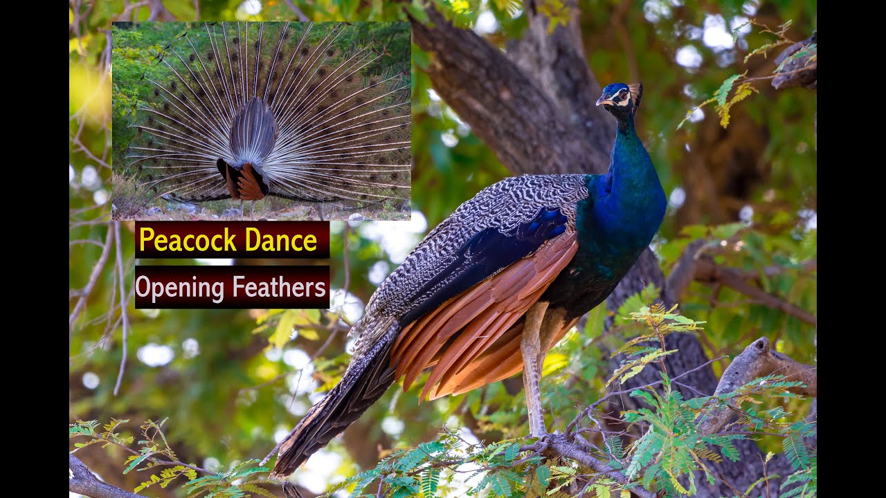 Peacock Dance | Peacocks Opening Feathers#Birding#Birds#viralvideo # ...