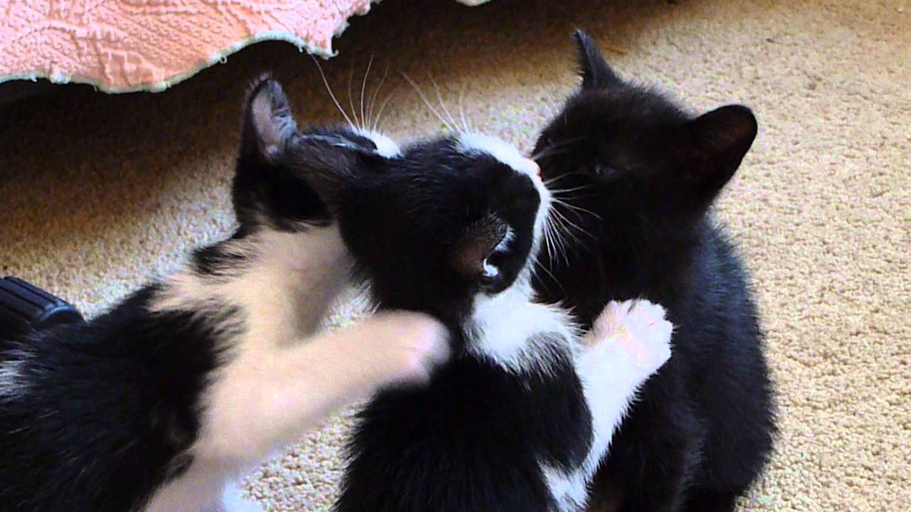 Kissing Kittens - YouTube