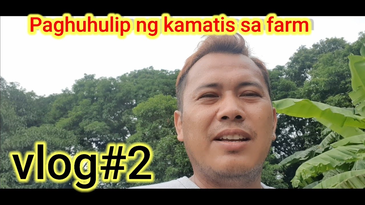 Paghuhulip ng kamatis. Vlog#2 - YouTube