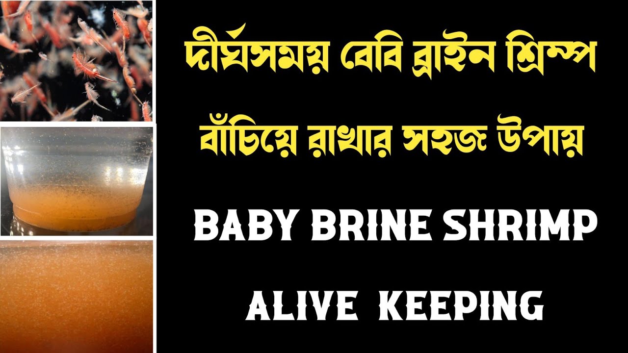 Baby brine shrimp alive keeping | Baby brine shrimp keeping | How to ...