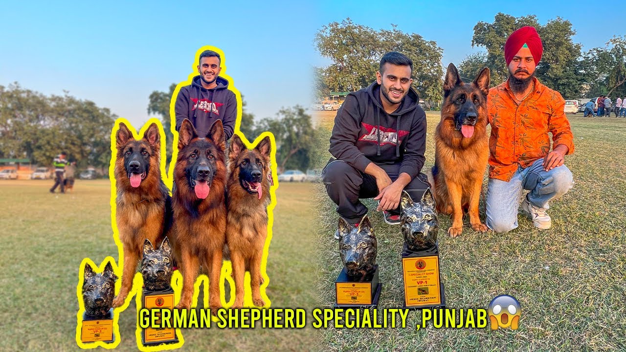 German Shepherd Speciality Dog Show in Punjab😱 - YouTube