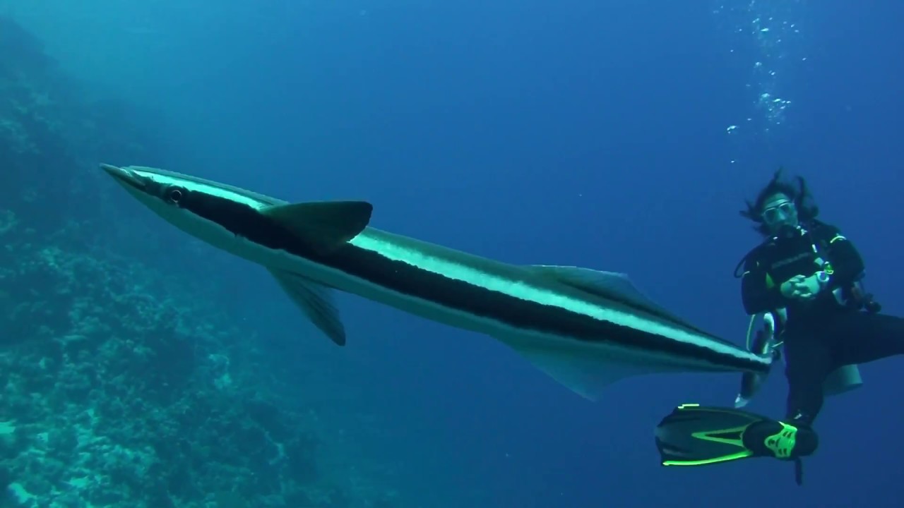 The Overly Amorous Remora - Fish attaches itself to divers - YouTube
