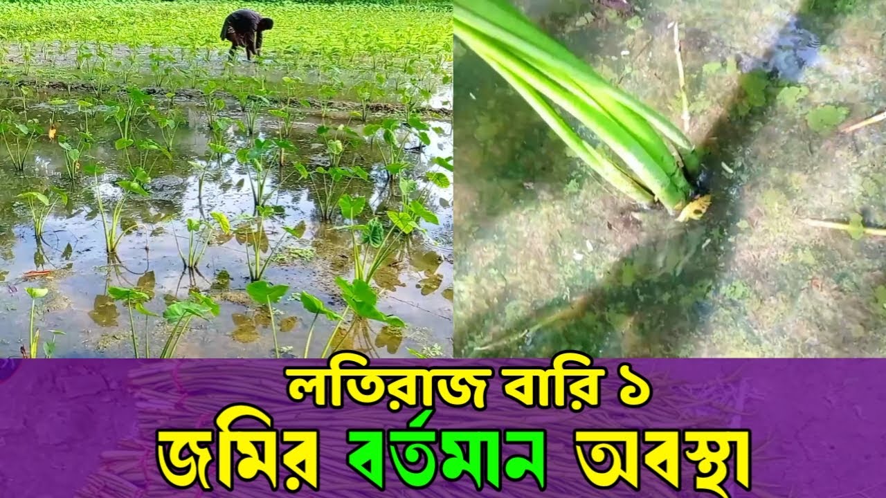 লতির সাইজ। দের মাস জমির বর্তমান অবস্থা। লতিরাজ বারি ১।কৃষির বিবর্তন