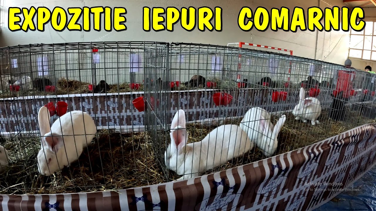 Viața la țară Rex pitic - Urias German - Berbec German - Iepuri de rasă ...