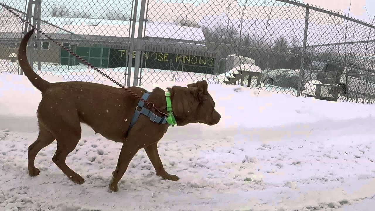 Pet Profiles: Simone - YouTube