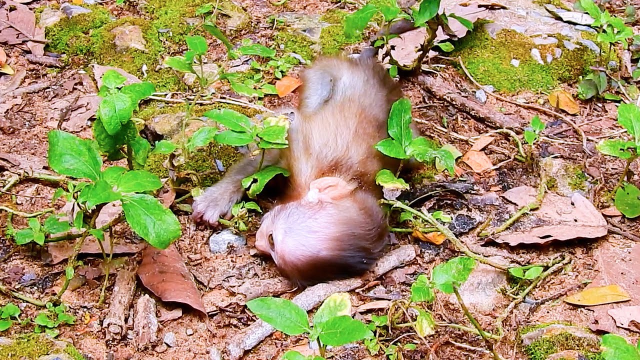 Poor baby monkey Rainbow - YouTube