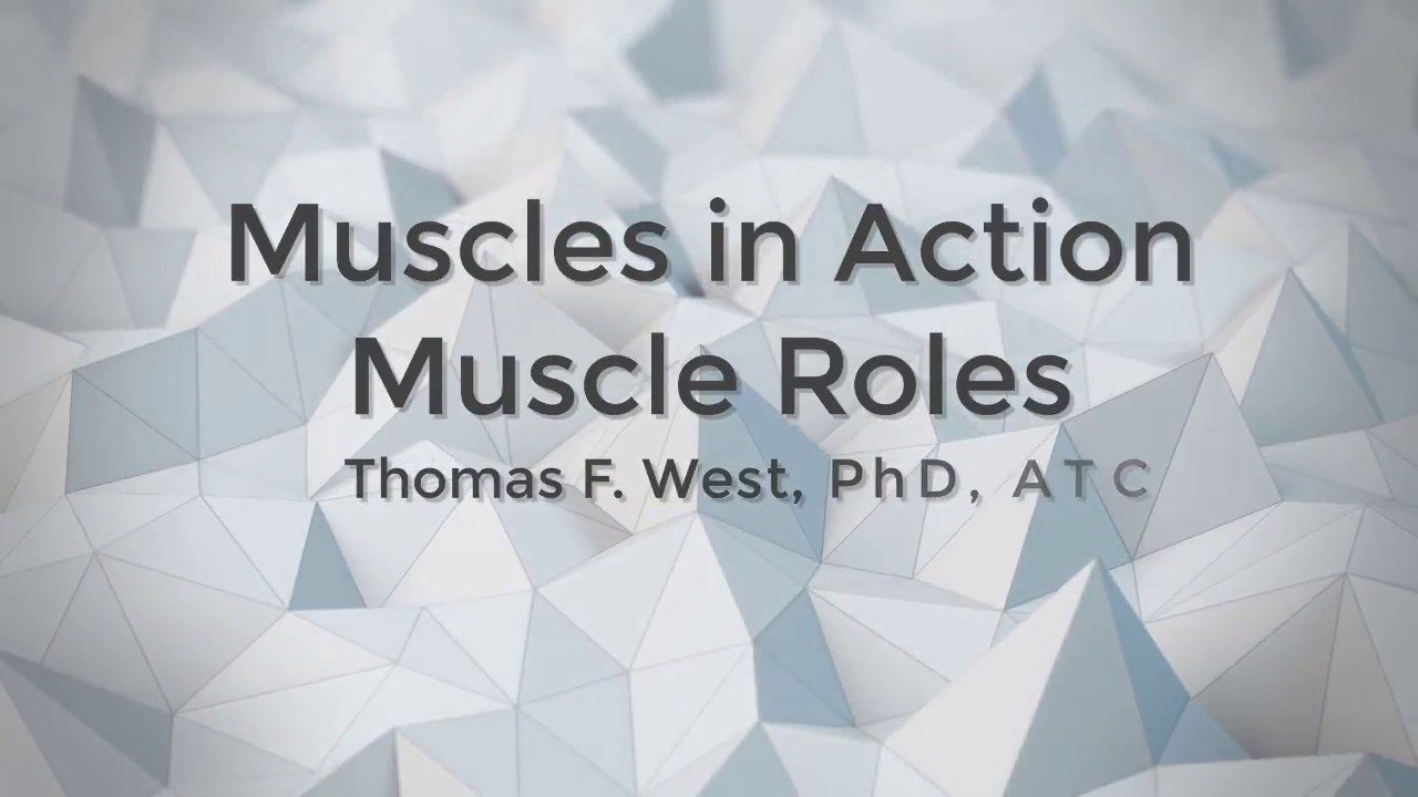 Muscles in Action Muscle Roles - YouTube