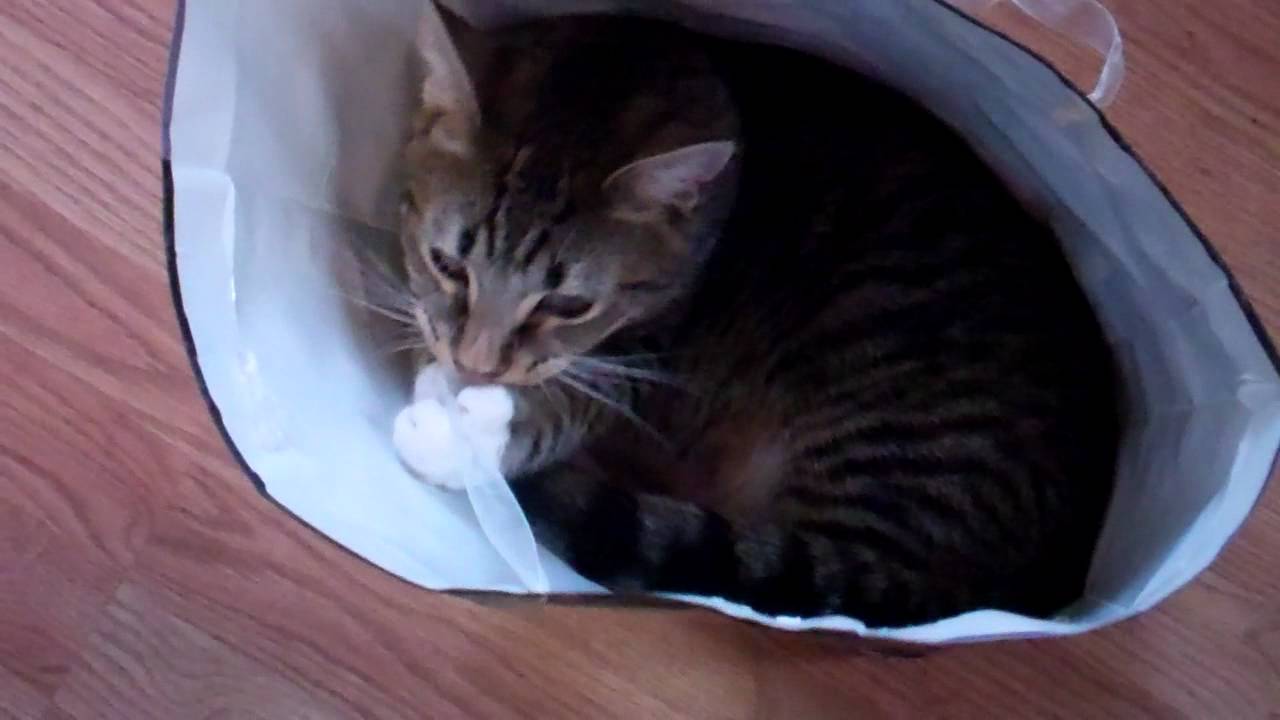 Cat Out Of the Bag! Funny Kitty Cat in Bag - YouTube