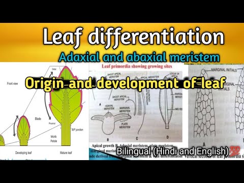Origin and development of leaf 🌿 | Leaf differentiation | Adaxial ...