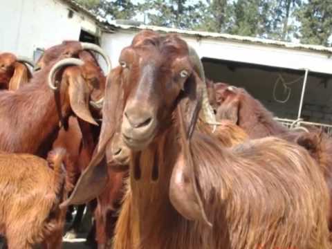 halep keçisi satışı,satılık halep keçileri, halep keçisi yetiştiriciliği