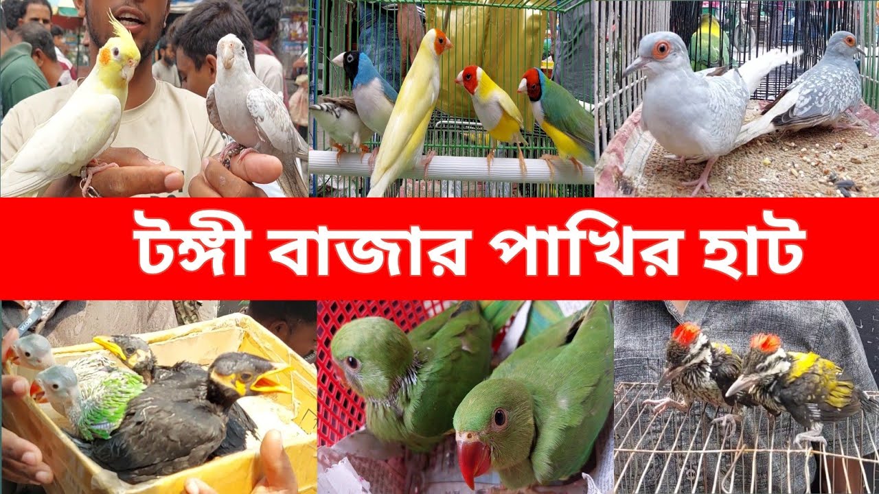 টঙ্গী বাজার পাখির হাট | Tongi Bazar Pakhir Hat | Pakhi | Tiya Pakhi ...