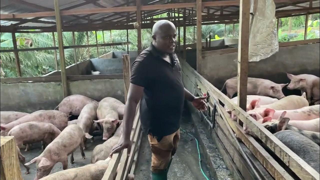 réussir son Élevage de porc ,conseil pratique - YouTube