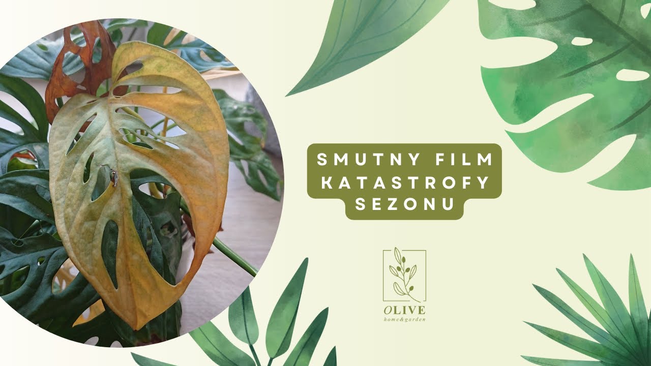 Katastrofy sezonu | Roślinne jesienne porządki | Monstera monkey ...