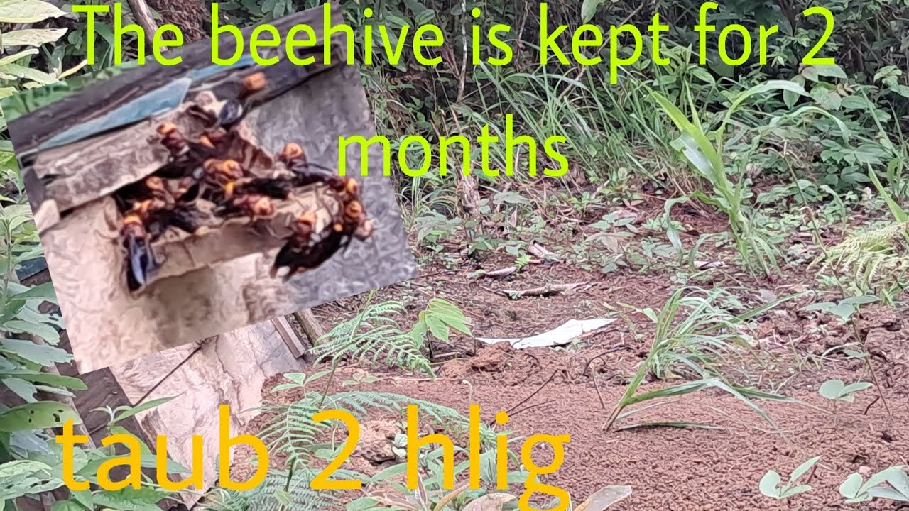 The beehive is kept for 2 months /xub daiv taub 2 lub hlig - YouTube